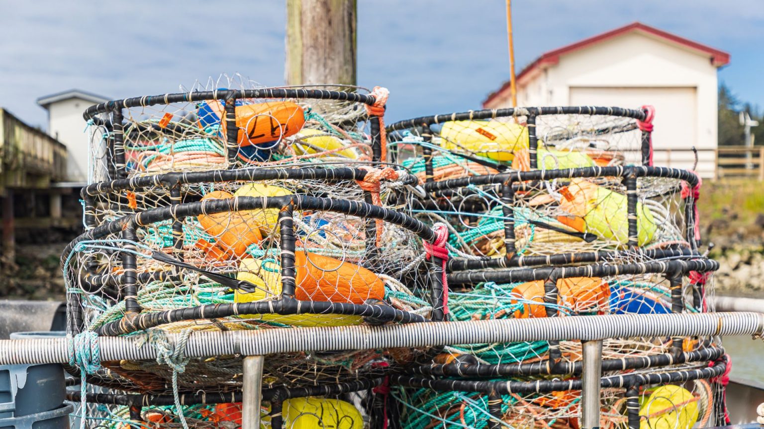 How to Catch Crabs: The Ultimate Guide to Successful Crabbing | Poco ...